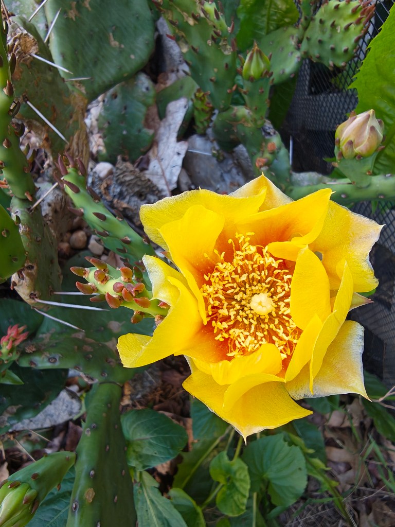 The Prickly Pears that were Left Behind – Pretty Sky Things