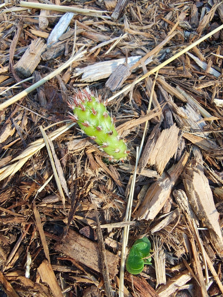 The Prickly Pears that were Left Behind – Pretty Sky Things