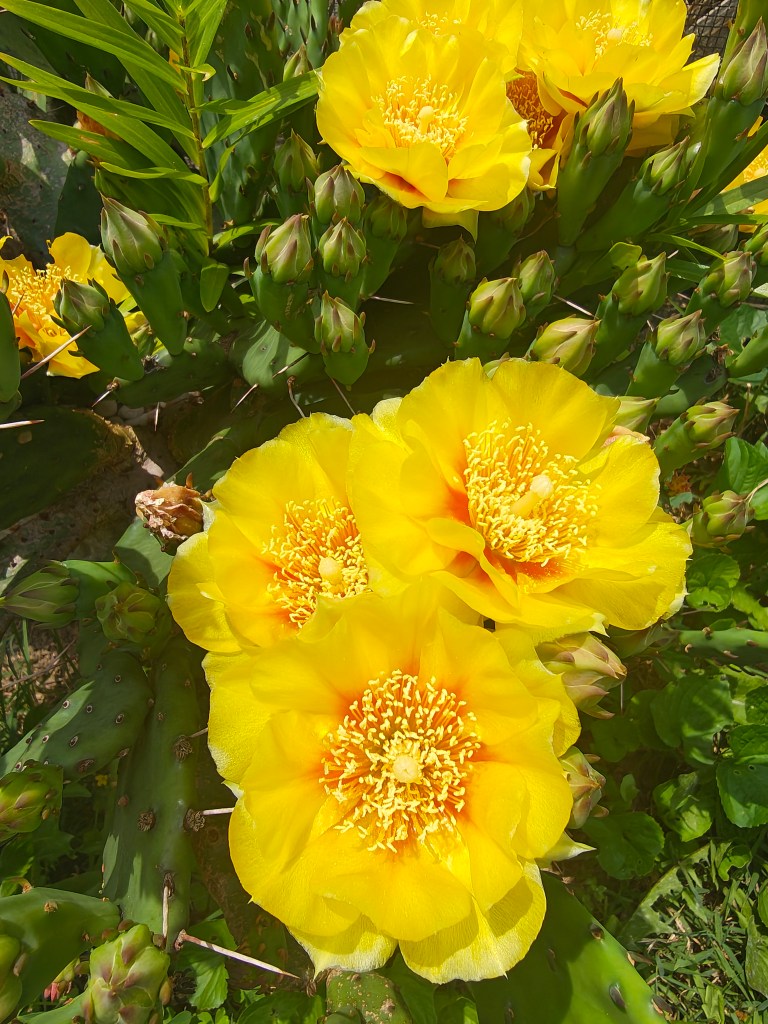 The Prickly Pears that were Left Behind – Pretty Sky Things