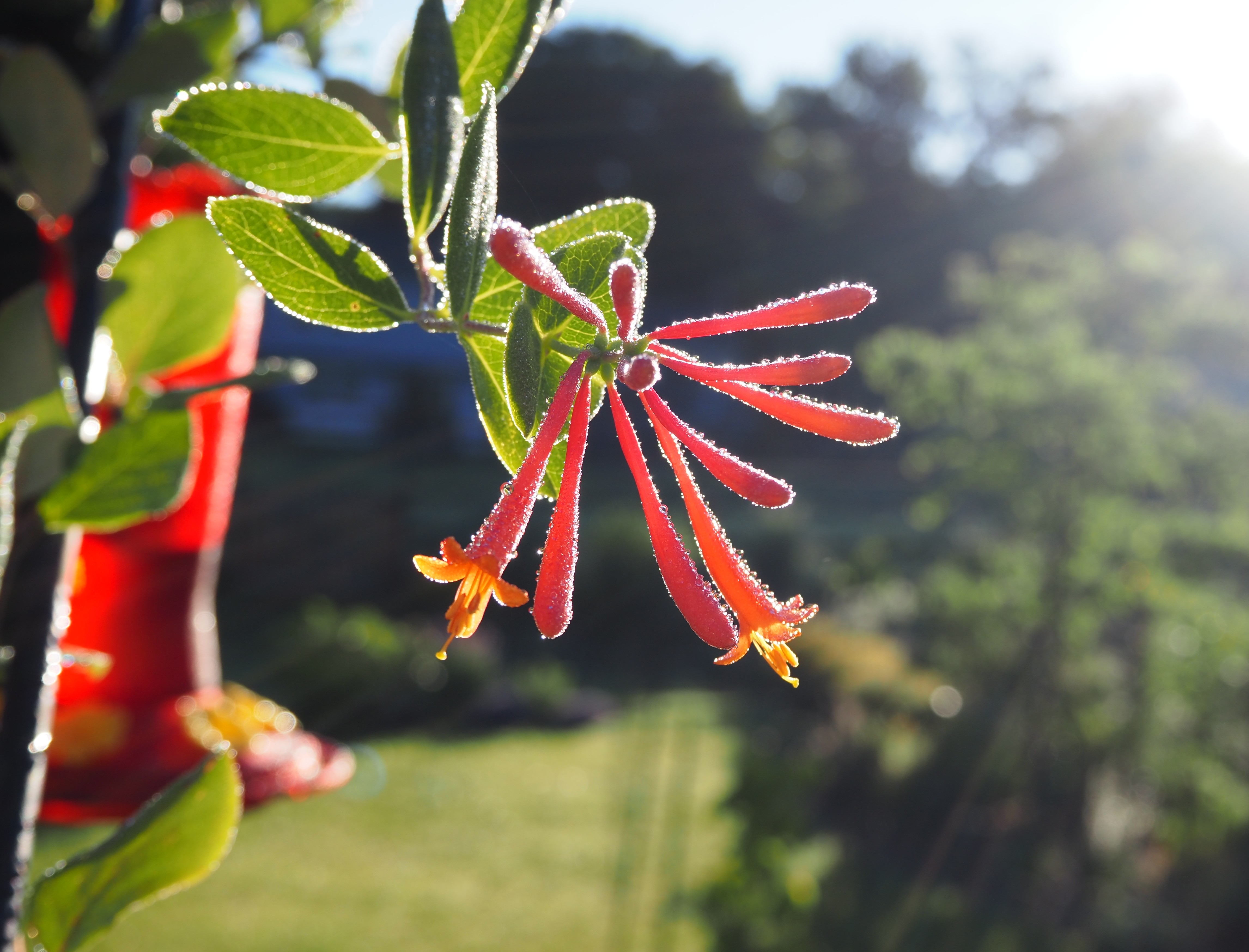 Pretty Sparkly Shiny Coral Honeysuckle – Pretty Sky Things